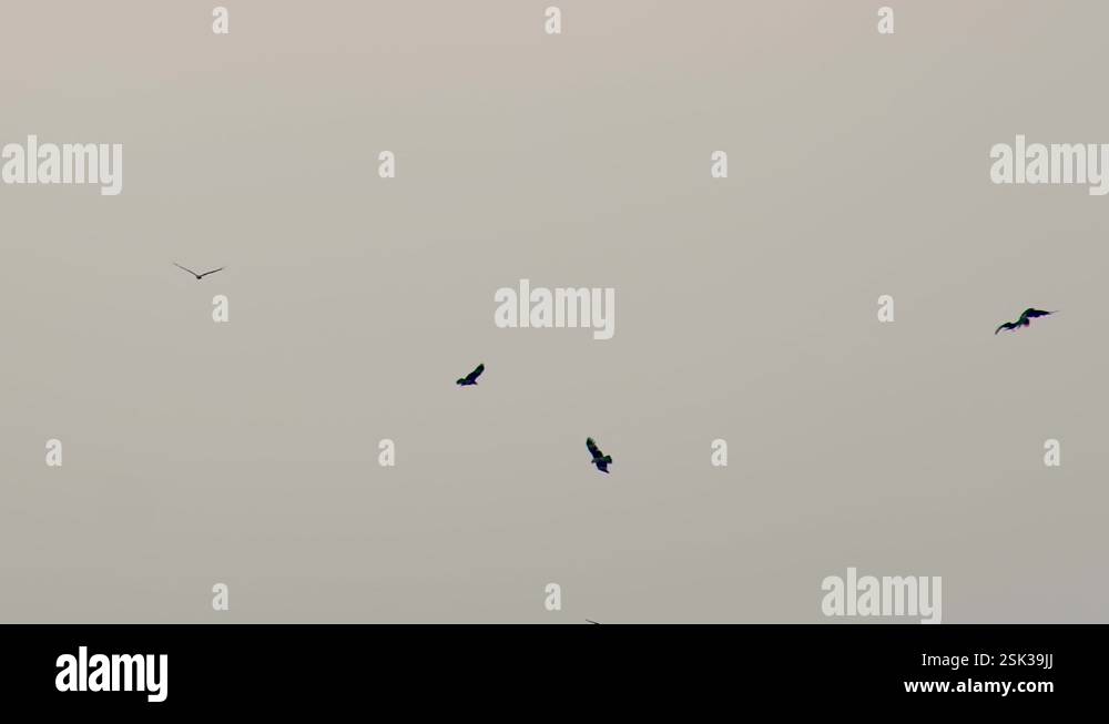 American bird raptor birds Stock Videos & Footage - HD and 4K Video ...