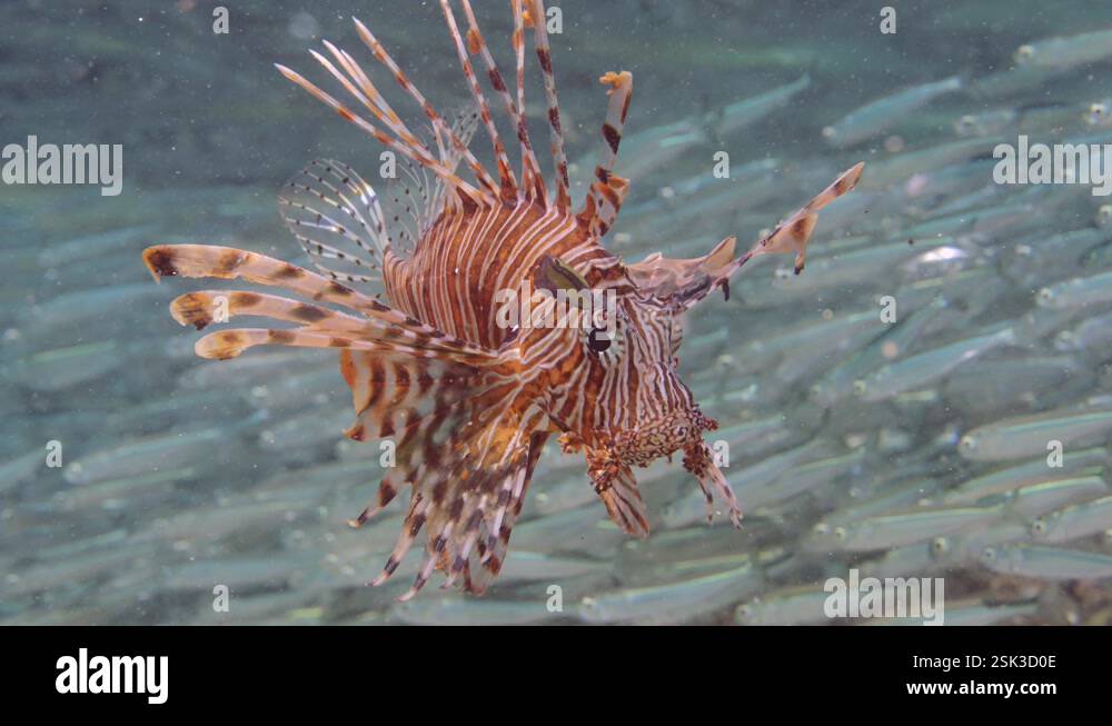 Close up of Lionfish hunting swims inside a large school of Silverside ...