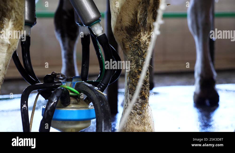 Close up to process of milking cow by automatic industrial system on ...