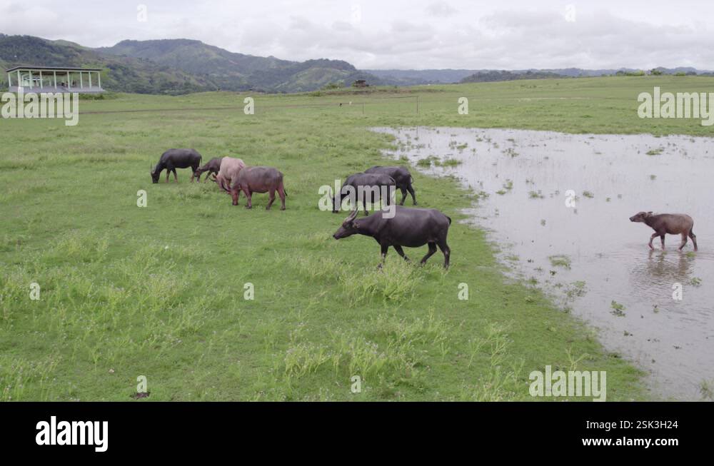 Typical Indonesia water buffalo grazing next to pond at Sumba island ...