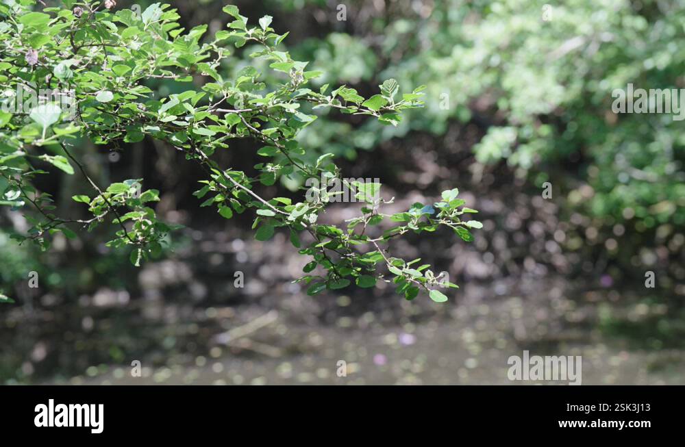 The leaves and branch of tree overhangs and moves slowly in the breeze ...