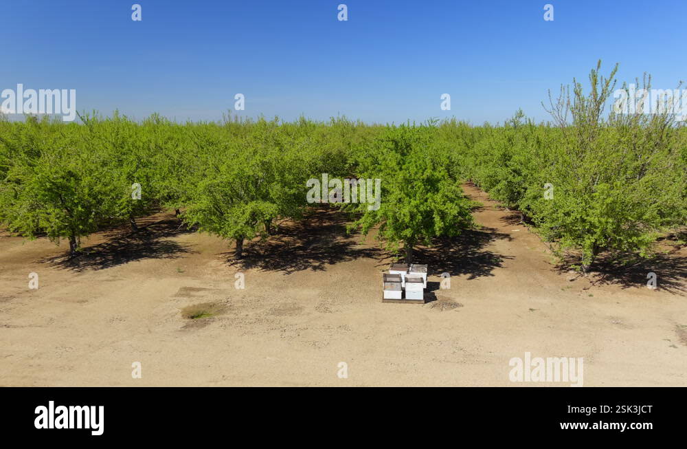 Bee Hives For Pollination At The Almond Tree Plantation In Central ...