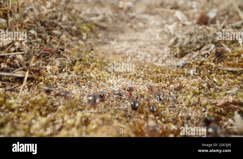 A colony of ants tirelessly carries dry vegetation through the grassy ...