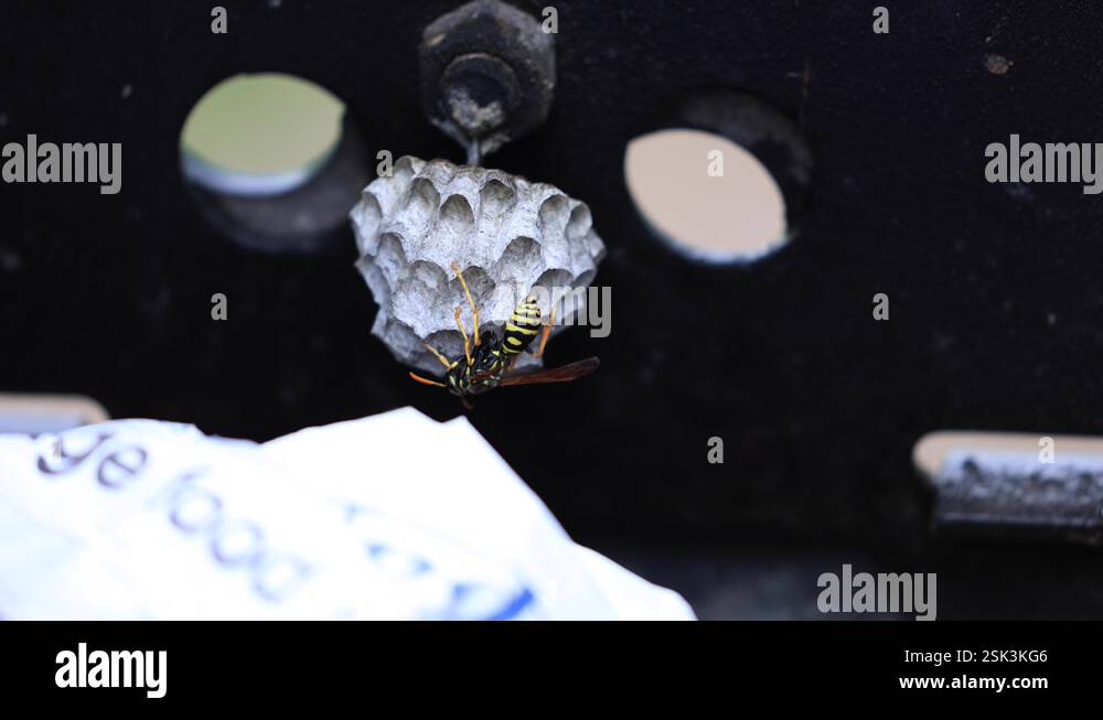 Wasp Inside BBQ in Colorado, Wasps Nest in a Barbecue, Yellow Wasp on ...