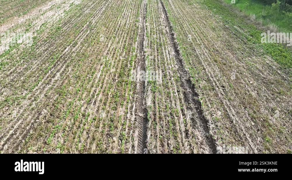Flying over muddy, water filled sprayer tracks in a canola field Stock ...