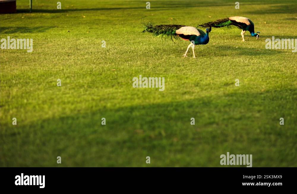 slow motion scene with two beautiful and amazing peacocks pecking at ...