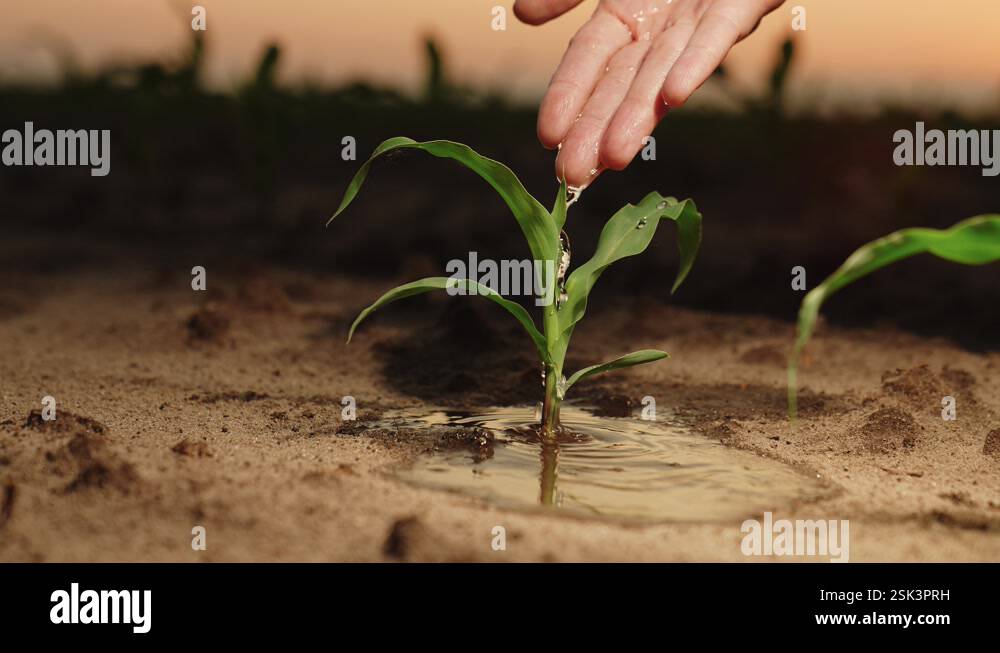 hand sprout water pour, drop wet growth green seedling earth, soil ...