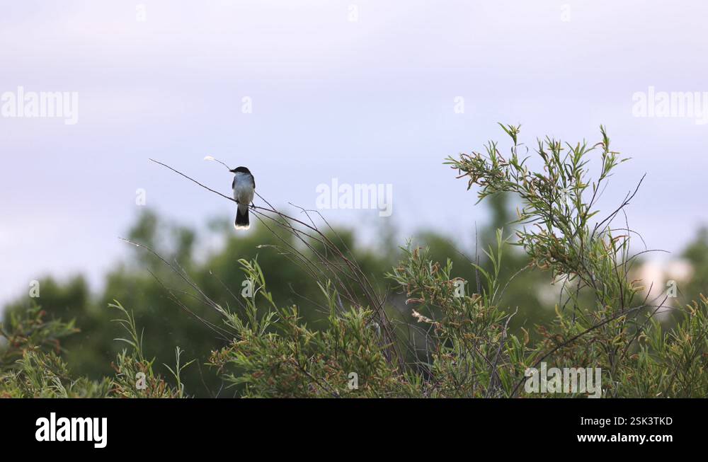 Black-Capped Chickadee in Boulder Colorado, Birds of Boulder County ...