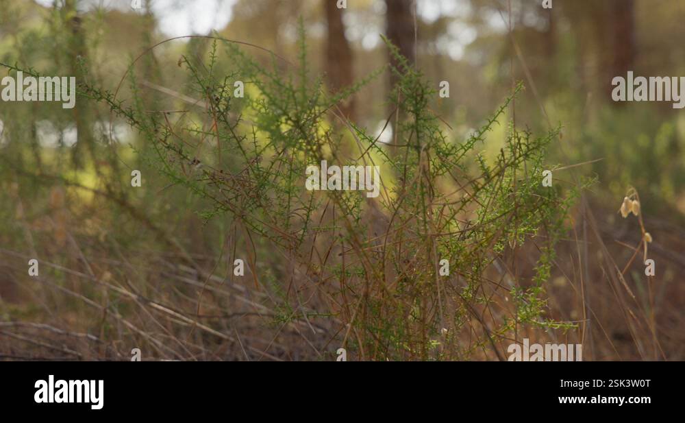 A beautiful cinematic view of green bushes with pinewood trees in the ...