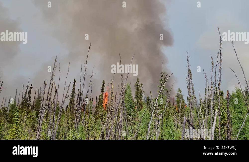 Flames and grey smoke coming up from a wildfire burning trees in a ...