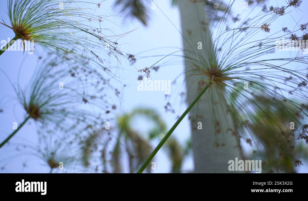 Cyperus papyrus (papyrus, papyrus sedge, paper reed, Indian matting ...