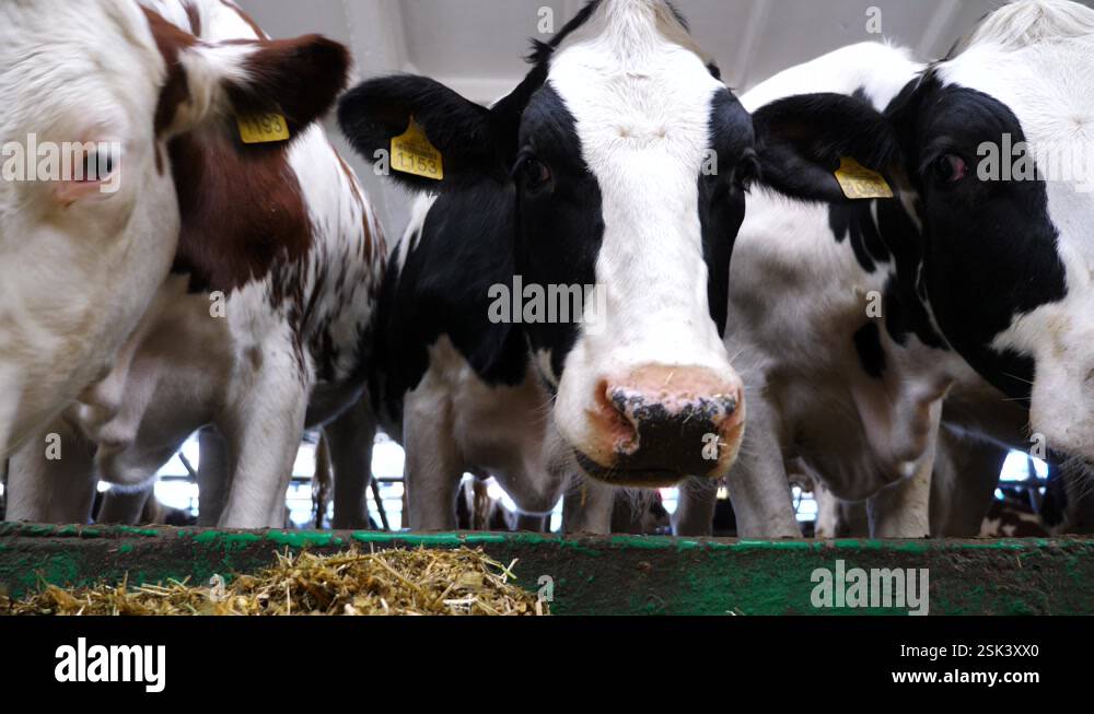 Portrait of curious cows chewing fodder at modern dairy farm. Cute ...