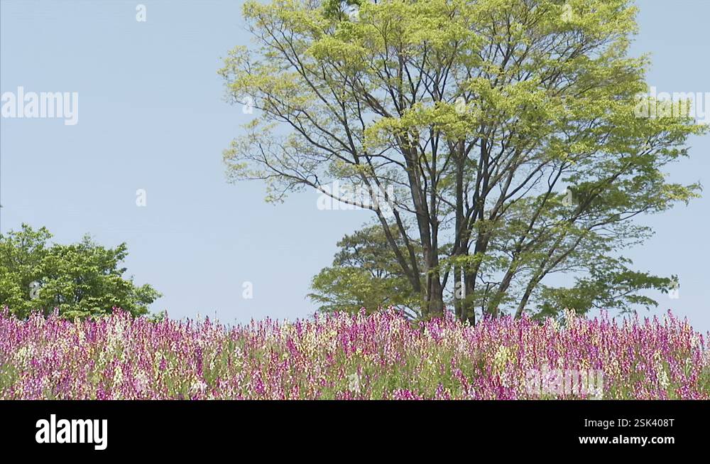 Swinging flowers in the wind Stock Videos & Footage - HD and 4K Video ...