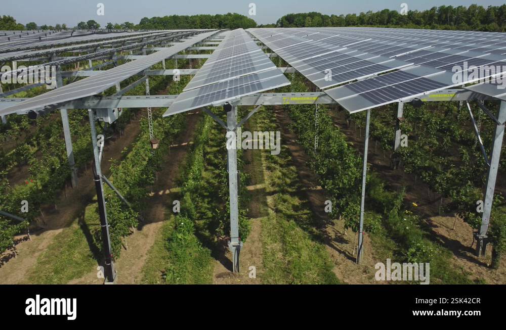 Crops Growing Under The Solar Panel - Agrivoltaics System - aerial ...