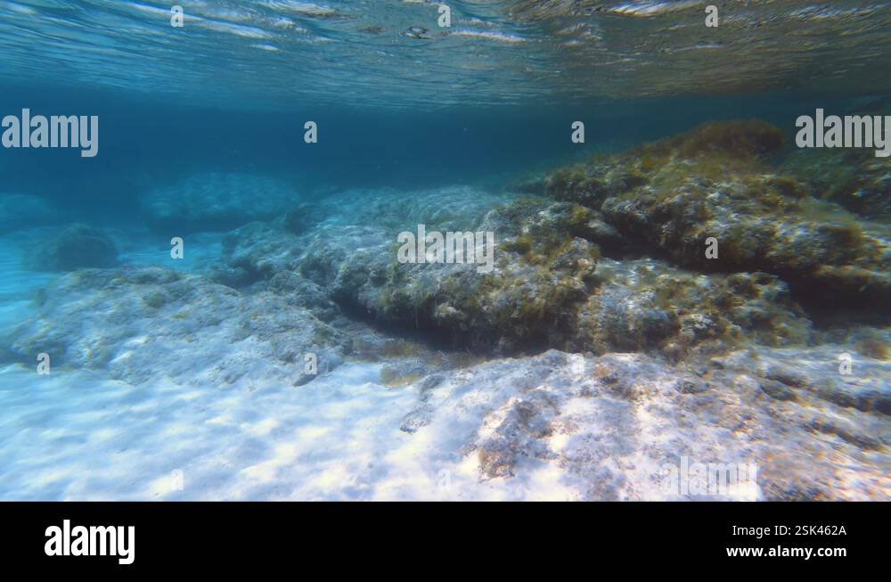 Algae beds Stock Videos & Footage - HD and 4K Video Clips - Alamy
