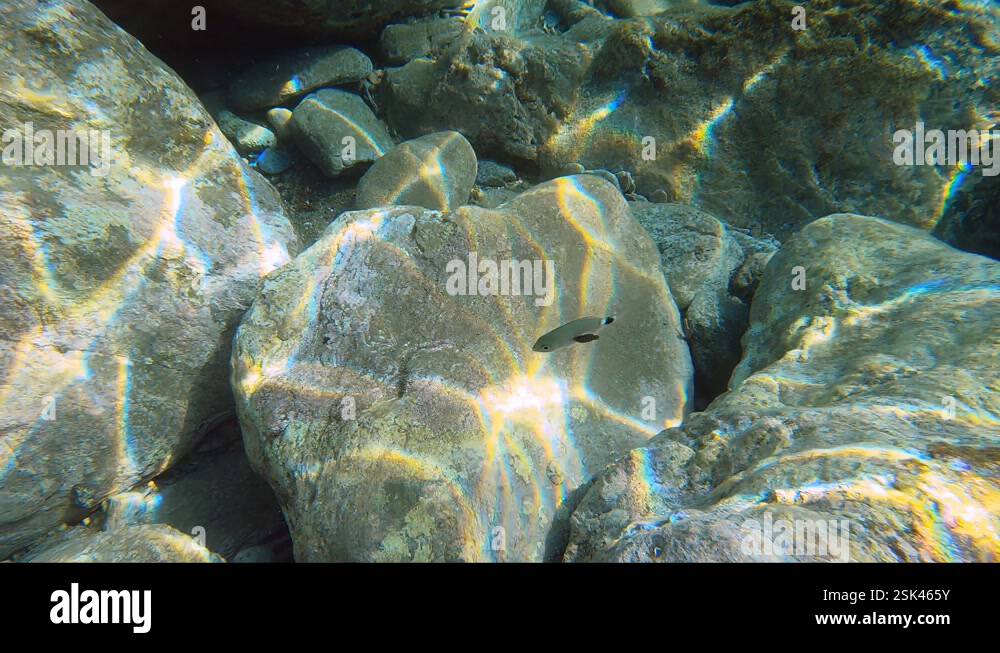 Underwater parasite Stock Videos & Footage - HD and 4K Video Clips - Alamy