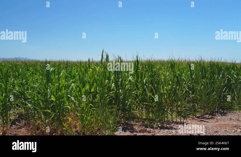 Corn Plantation Panoramic Stock Video Footage - Alamy