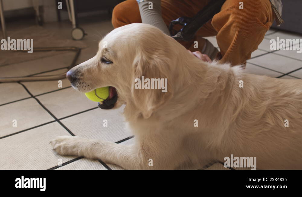 Girl Petting Dog Holding Tennis Ball in Teeth Stock Video Footage - Alamy