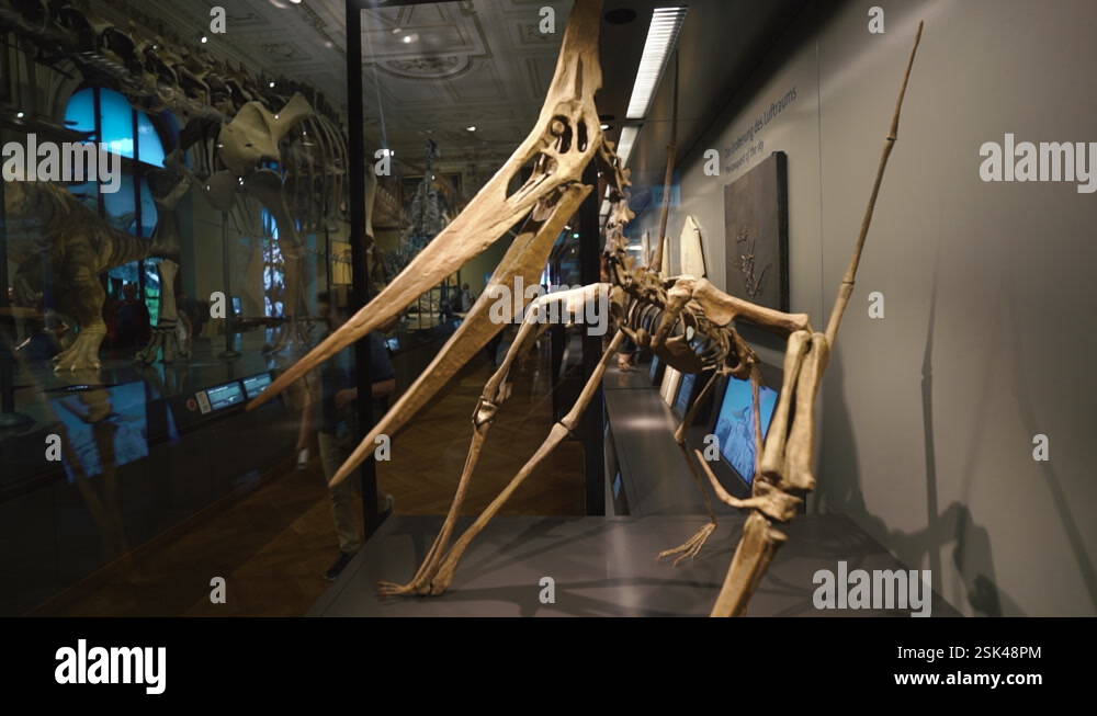The skeleton of a prehistoric bird in the Museum of natural history ...