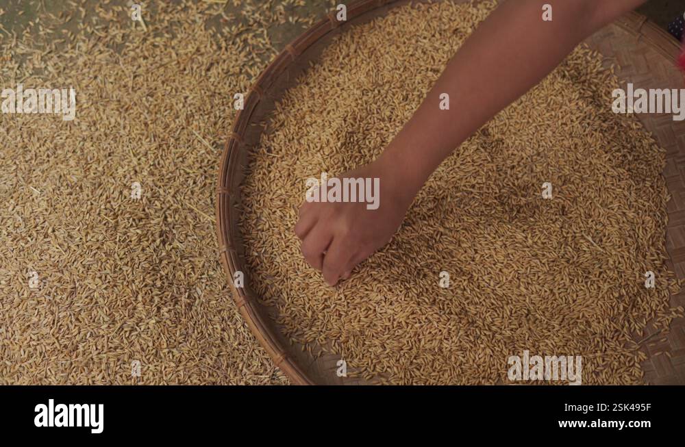 Rice seeds grain with embryo ready for planting in farm in asia Stock ...