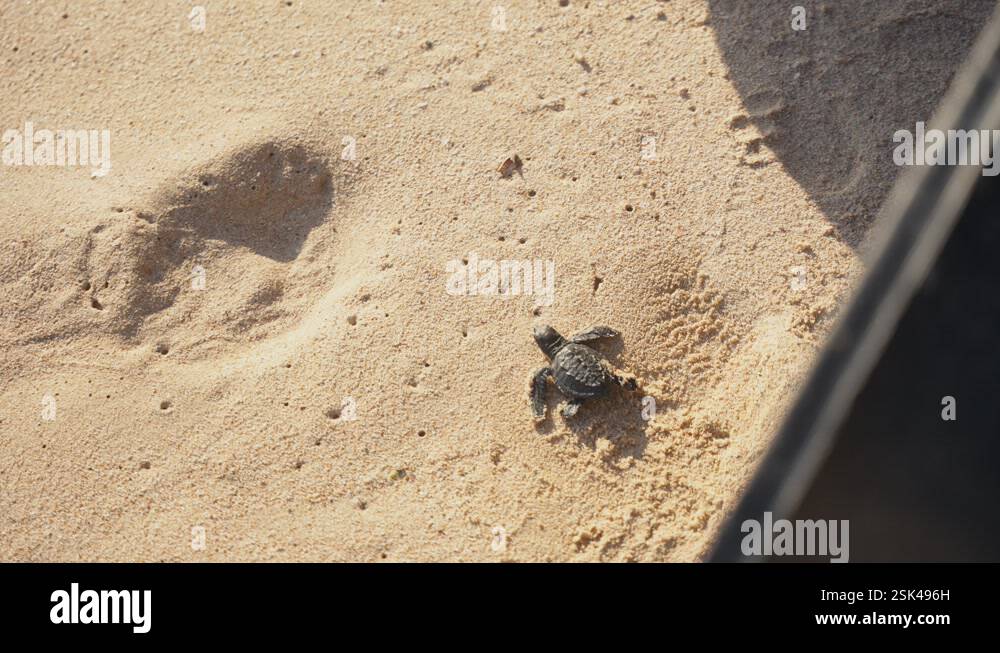 top down view of little cute sea baby turtles crossing the beach Stock ...