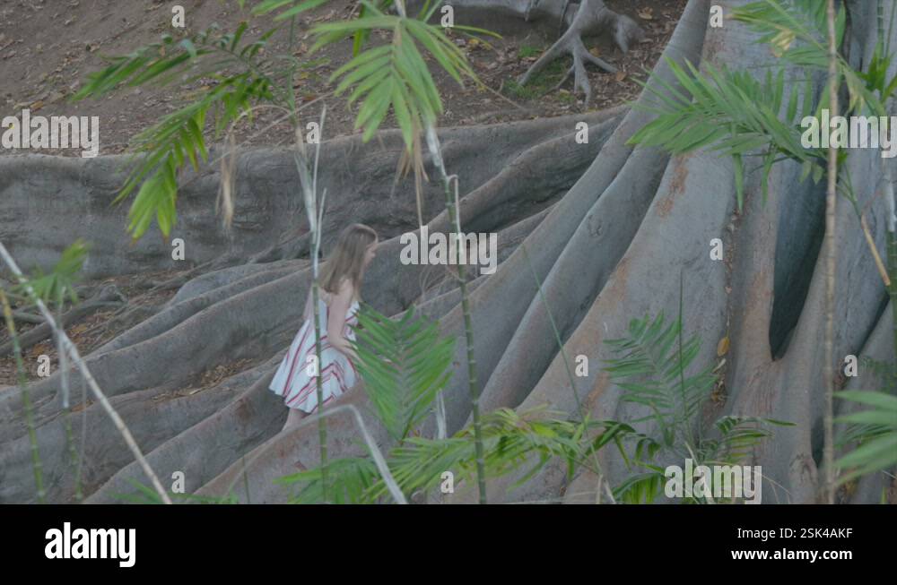 Teenage girl climbs up roots of Abbey, the Moreton Bay Fig Tree at ...