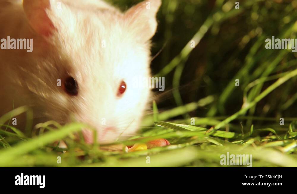 A light mouse hides a treat in her cheeks. Close-up Stock Video Footage ...