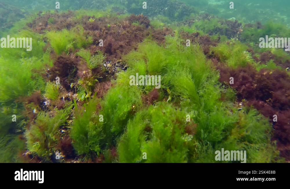 Rock reef covered with green algae Sea Lettuces (Ulva maeotica) and ...