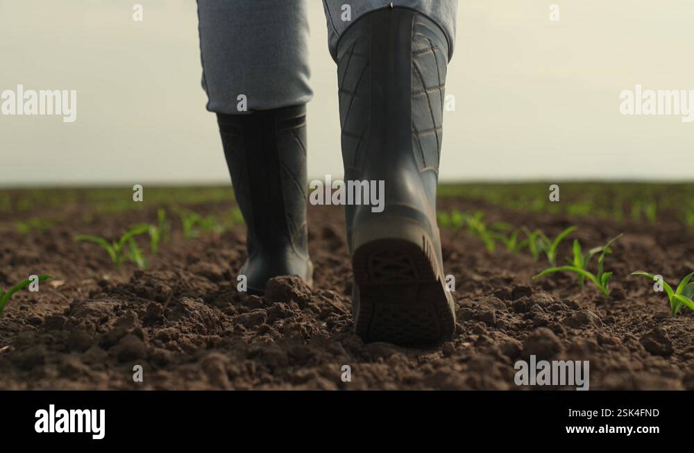 Summer sprout Stock Videos & Footage - HD and 4K Video Clips - Alamy