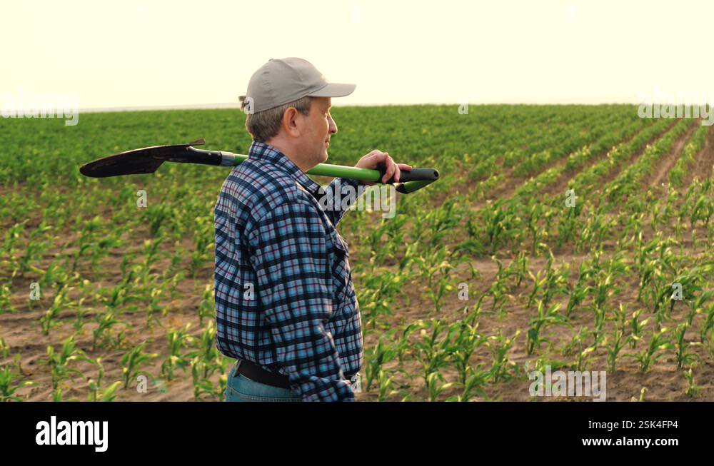 farmer shovel corn field, work field with shovel, smile face portrait ...