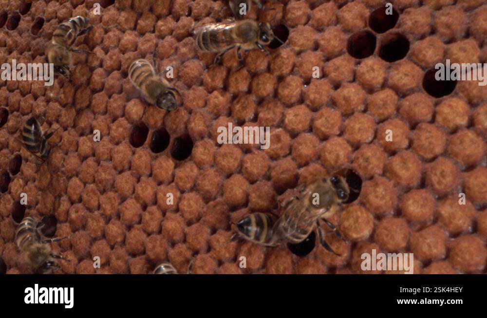 Honey Bee Brood Cells. Honeybee life cycle: egg, larva, pupa, adult ...