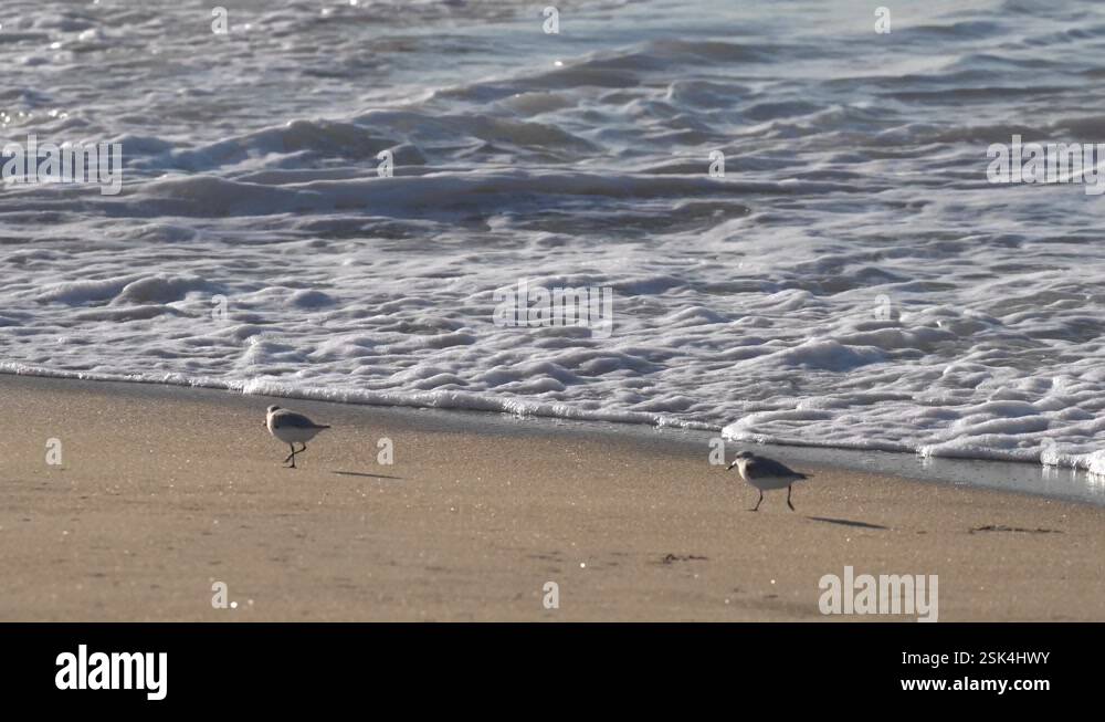 Bird eating shellfish Stock Videos & Footage - HD and 4K Video Clips ...