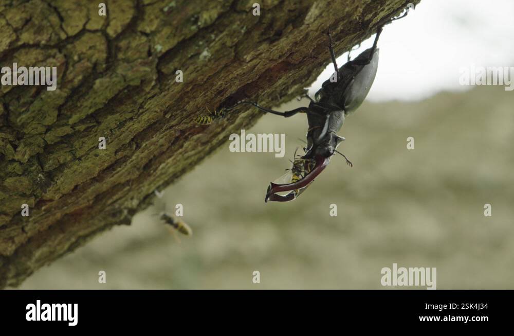 Swarm of Wild Wasps Attacking Male Stag Beetle (Lucanus cervus ...