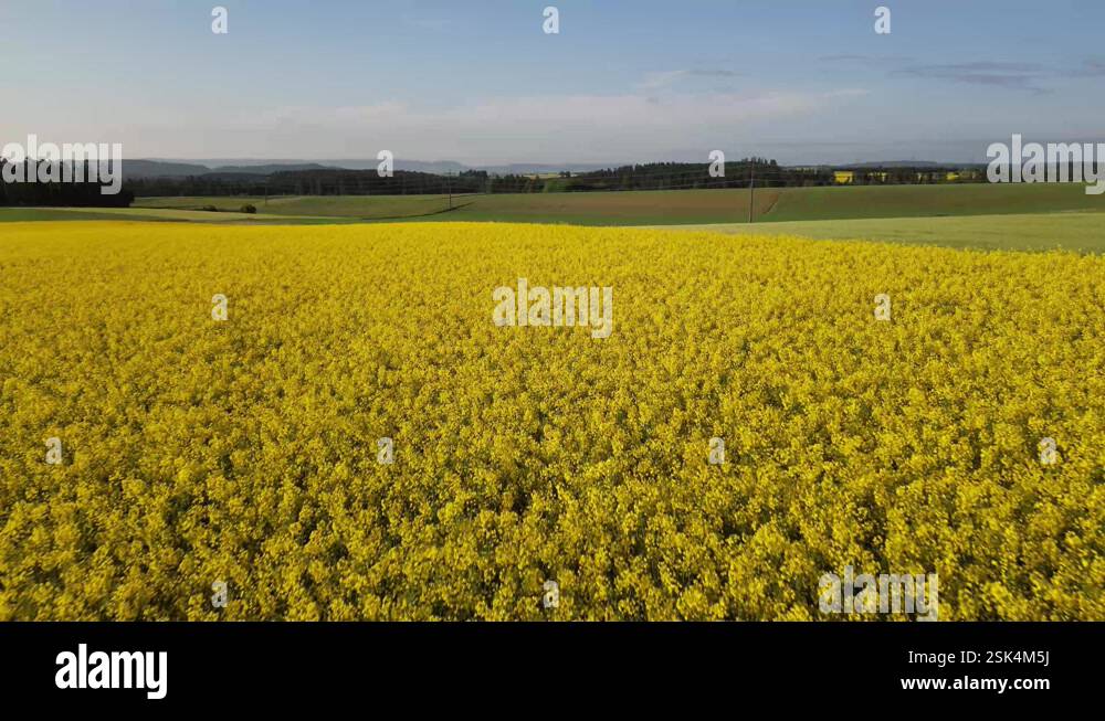 Drone view, a yellow rapeseed field. Beautiful yellow. Speed. Drone ...