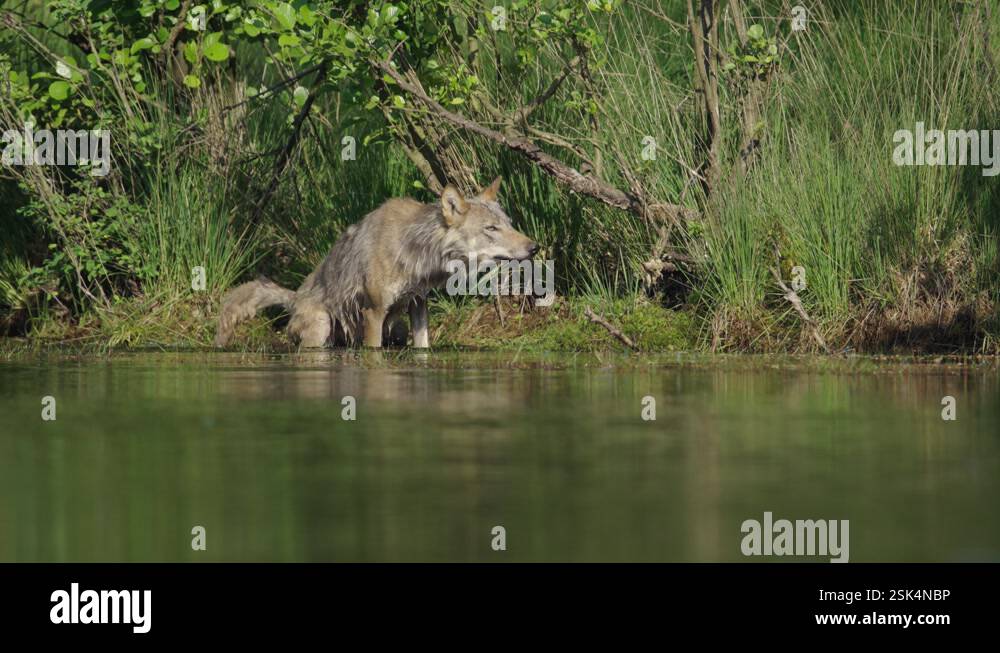 Grey wolf walking along shallows of river stops to pee, low angle over ...