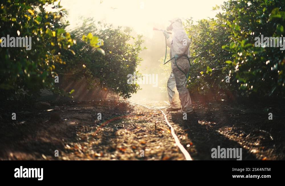 Farmer sprays insecticide on lemon trees Stock Video Footage - Alamy