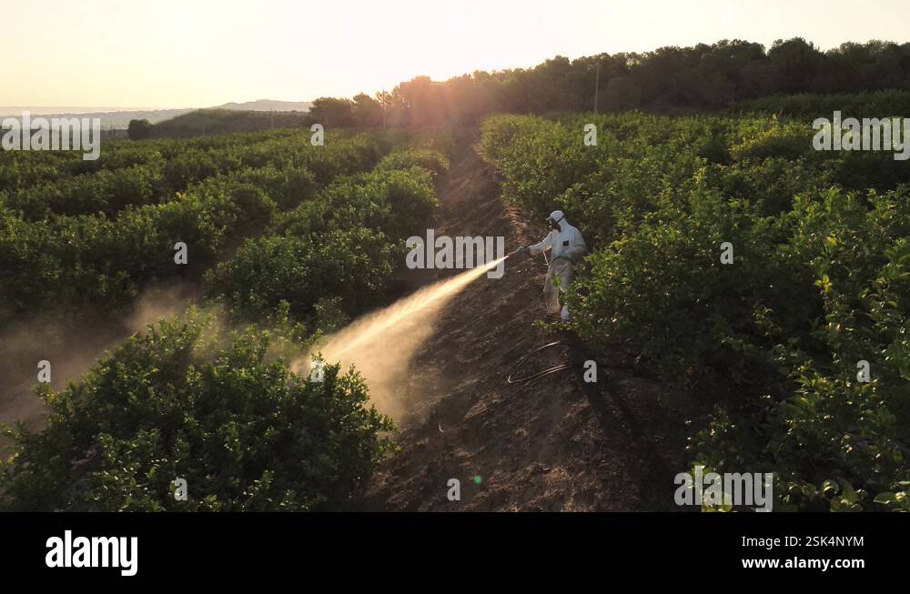 Farmer sprays insecticide on lemon trees Stock Video Footage - Alamy