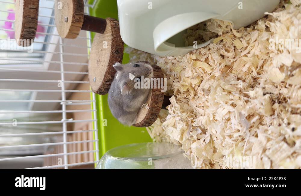 Dwarf furry hamster eats food next to the feeder in cage, funny thing ...