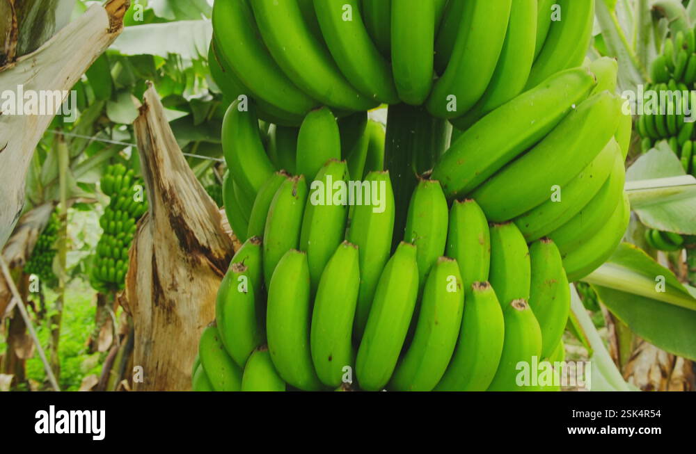 Green tropical banana fruits close-up on banana plantation Stock Video ...