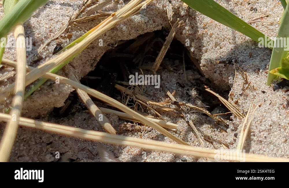 4K 60FPS Close-Up of Bumblebees Who Are Digging Out Their Underground ...