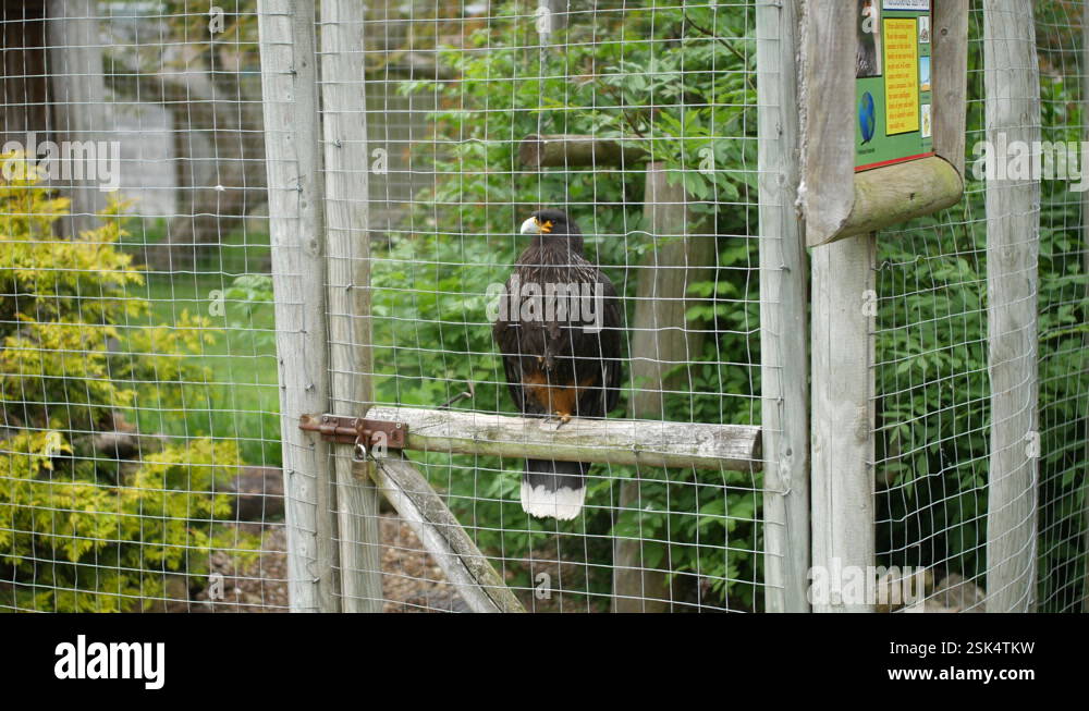Bird of prey perch Stock Videos & Footage - HD and 4K Video Clips - Alamy