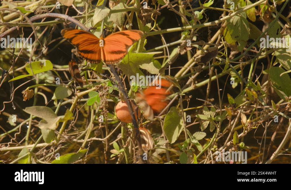 Flame butterfly Stock Videos & Footage - HD and 4K Video Clips - Alamy