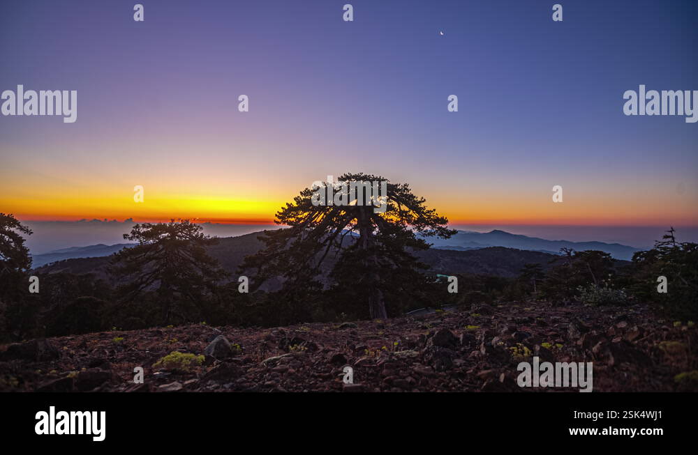 Sunrise seen from the top of Mount Olympos, Cyprus - cedar tree ...