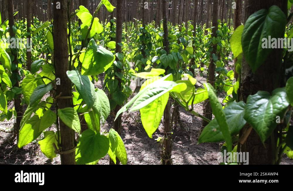Organic nagarvel leaves and kapuri leaves which are grown tied to tall ...