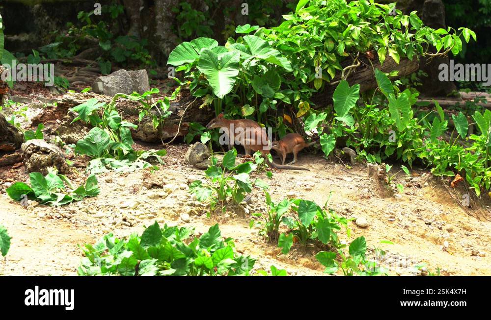Mother and child agile wallaby, macropus agilis resting under the shade ...