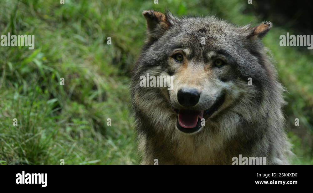 Eurasian wolf, (Canis lupus lupus), also known as the common wolf Stock ...