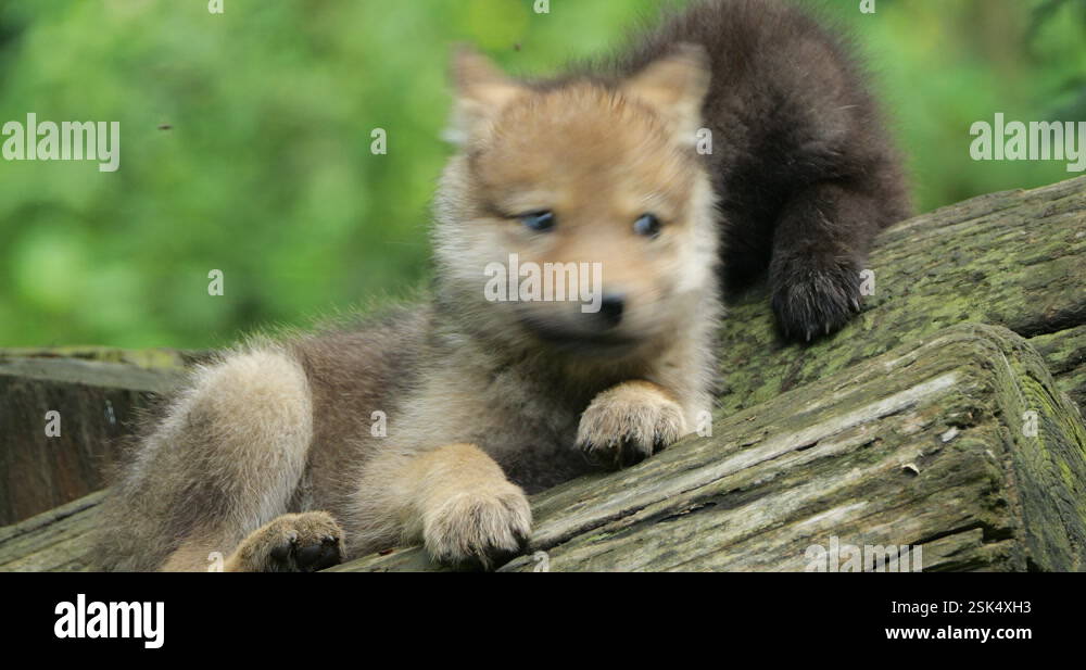 Cubs Northwestern wolf cubs, (Canis lupus occidentalis), also known as the Macke Stock Video ...