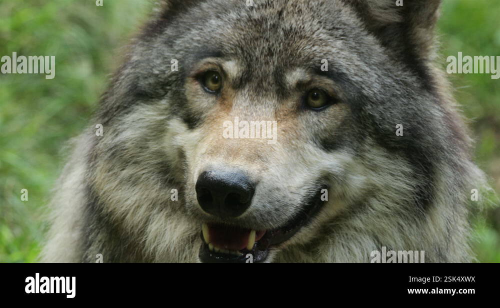 Eurasian wolf, (Canis lupus lupus), also known as the common wolf Stock ...