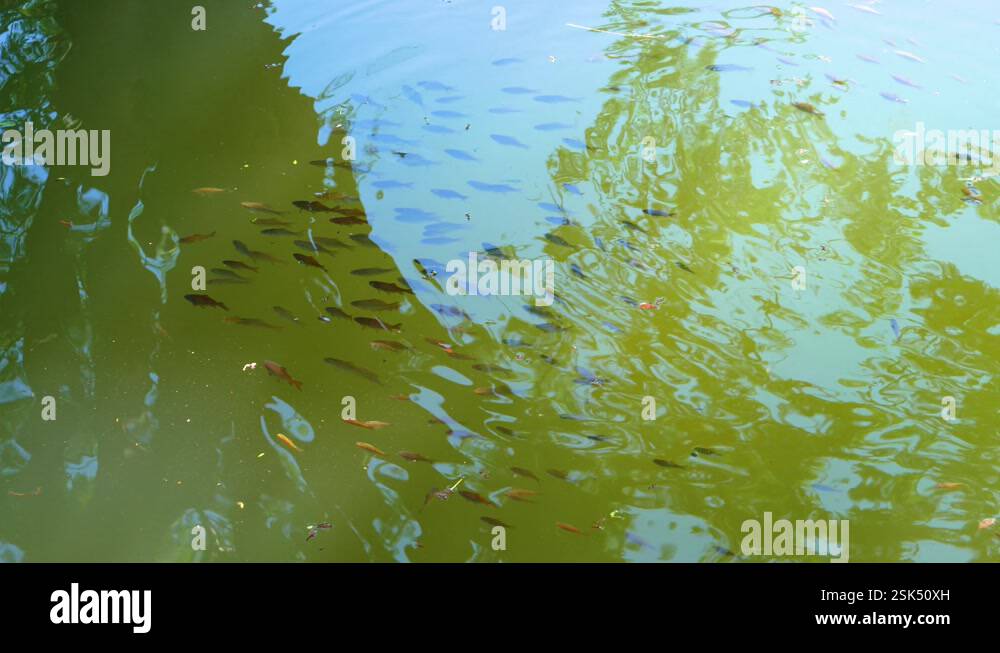Small fish swim in the lake under water Stock Video Footage - Alamy