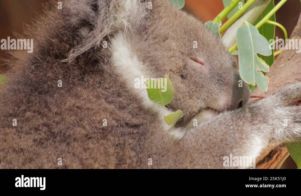 Koala Sleeping Sitting in Tree Laying On Branch. Very Close Up Shot ...